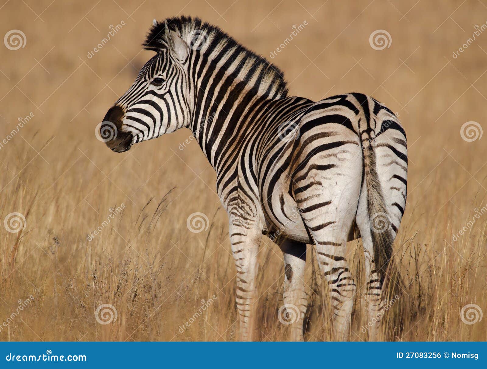 Zebra Looking Over Shoulder Stock Photo - Image of white, adult: 27083256