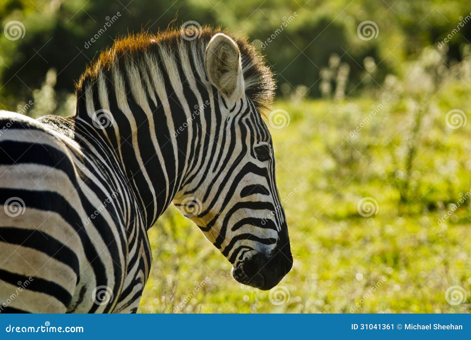 Zebra looking right stock image. Image of love, zebras - 31041361