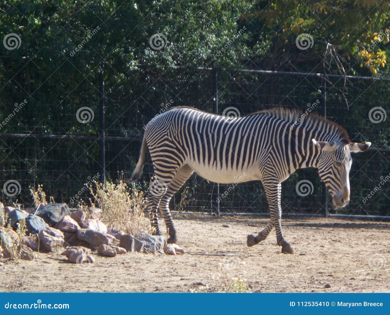 Sad Zebra walking stock photo. Image of frame, walking - 112535410