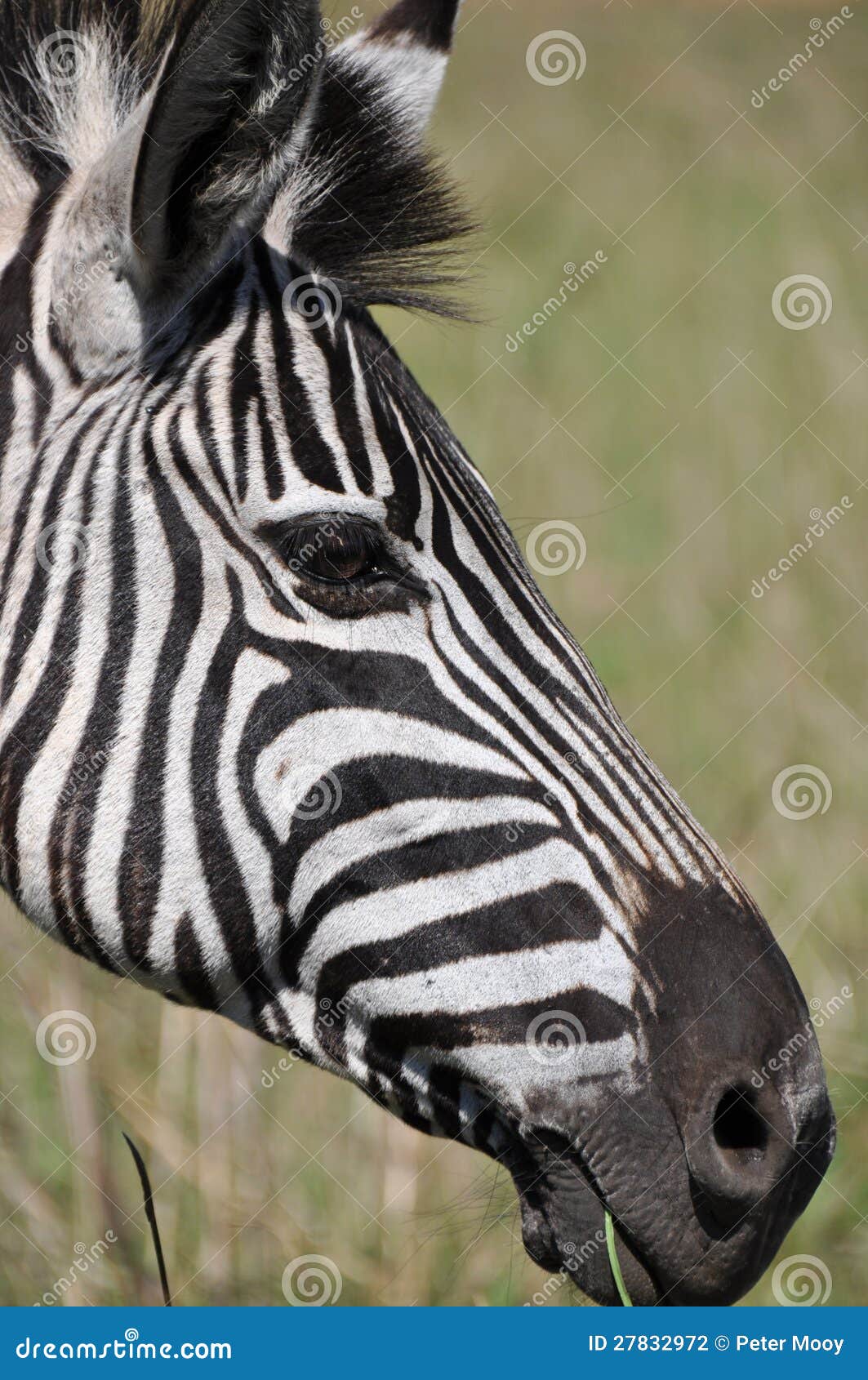 Zebra looking smart stock photo. Image of horse, white - 27832972