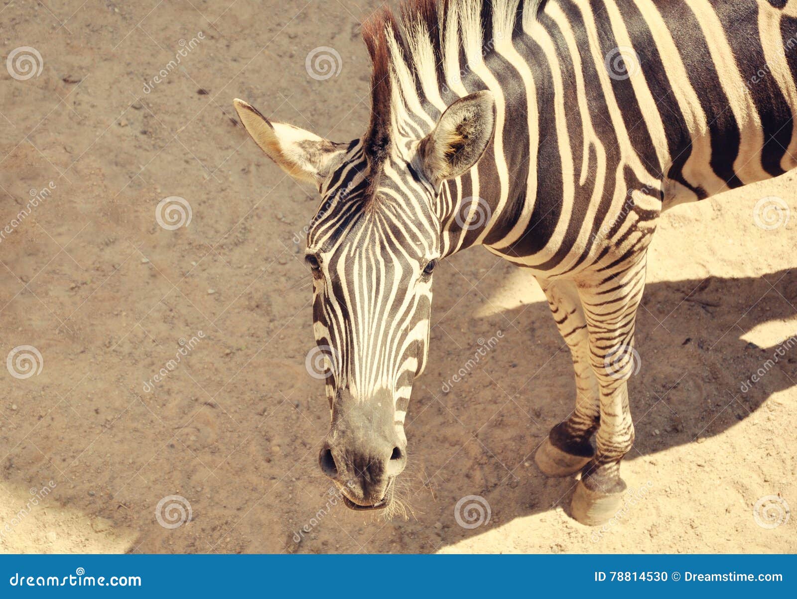 Zebra stock photo. Image of animal, traveling, wild, thailand - 78814530