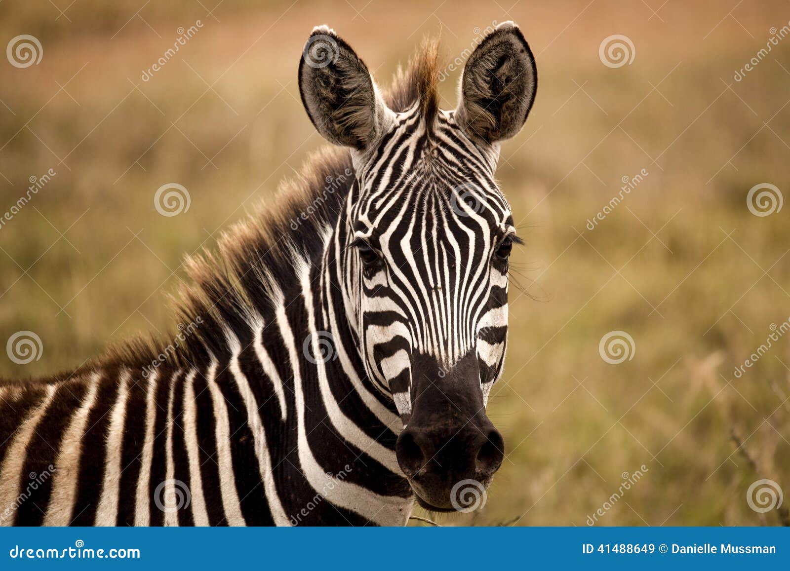 Zebra looking at viewer stock image. Image of safari - 41488649