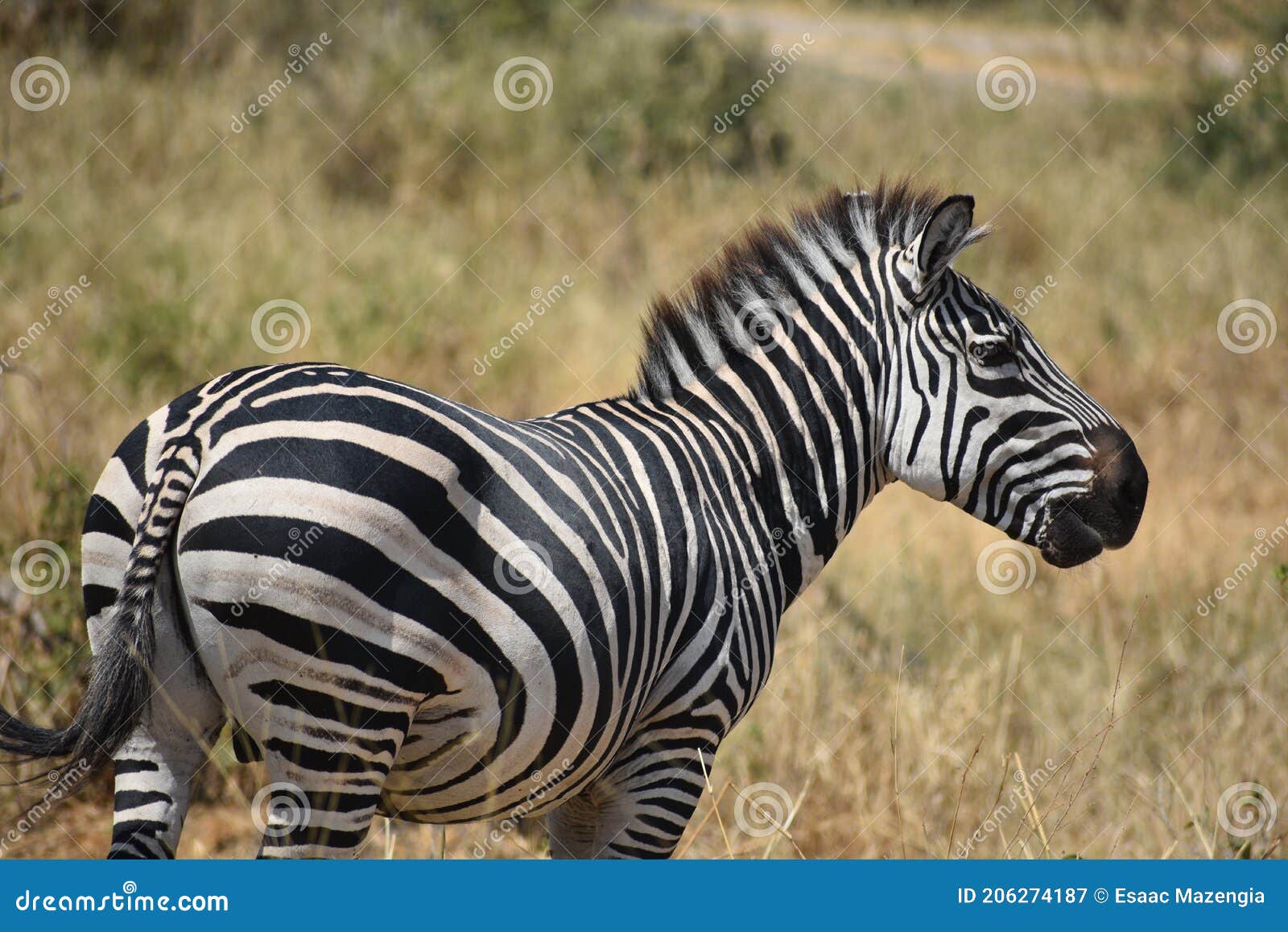 A Zebra Looks Back at the Camera Stock Image - Image of lion, mammal ...