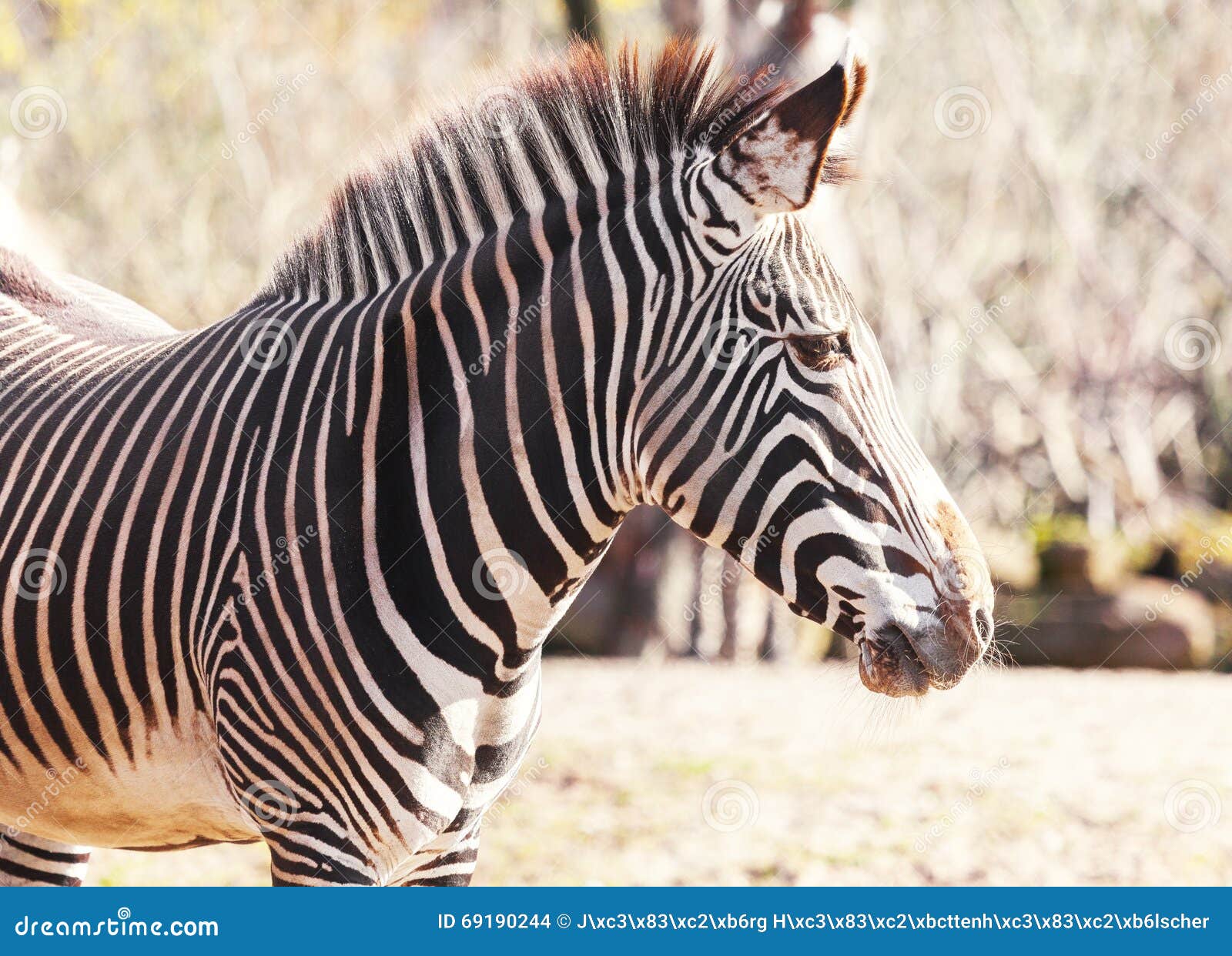 Zebra Looks To the Right Portrait Stock Photo - Image of black, striped ...