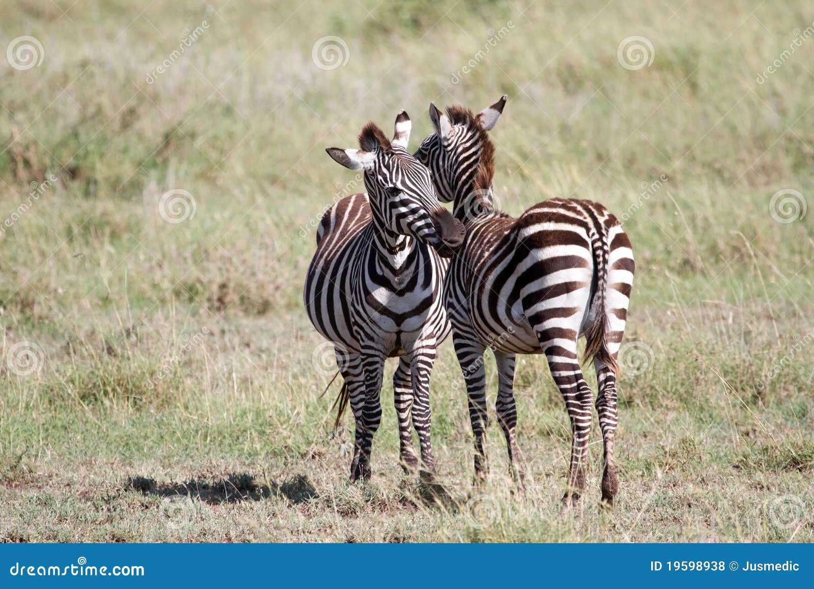 Zebra love stock photo. Image of animals, relationship - 19598938