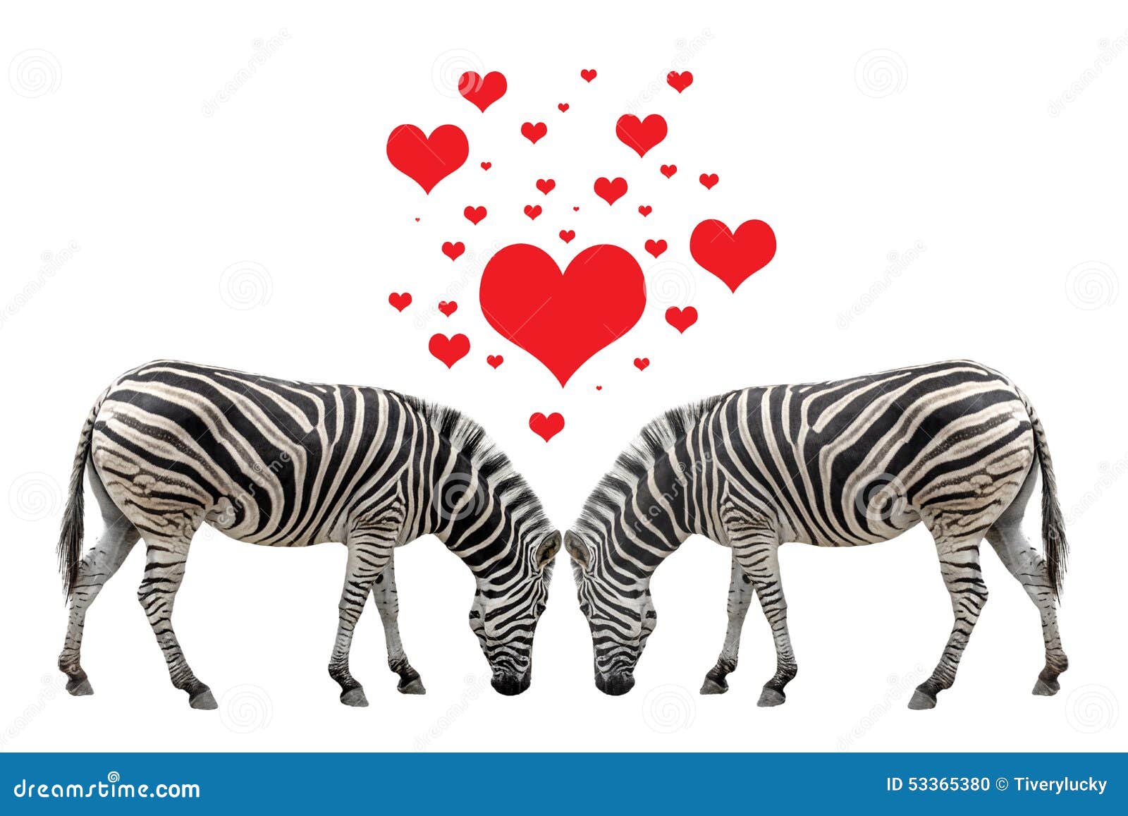 Zebra stock photo. Image of plains, blue, savanna, serengeti - 53365380