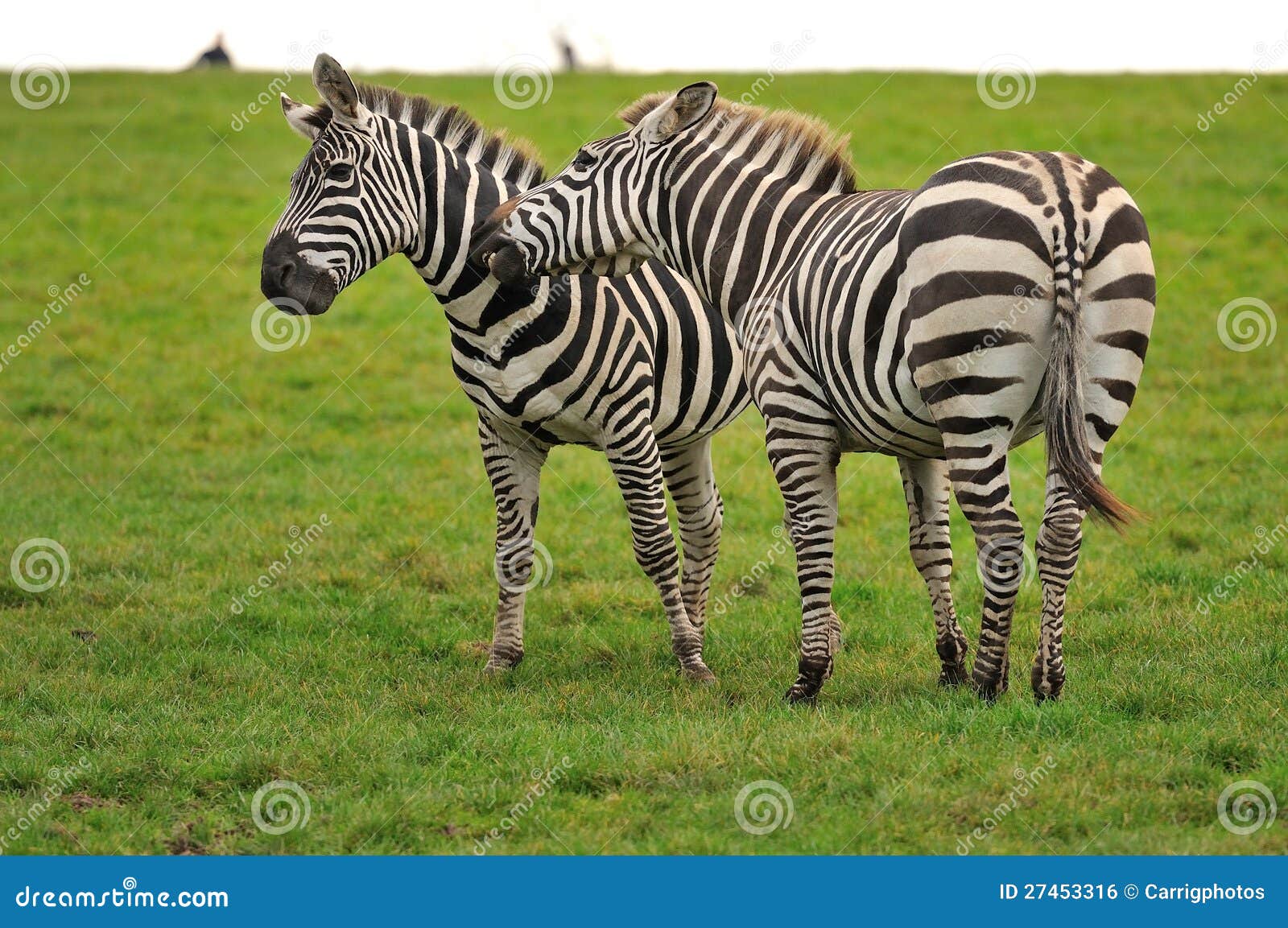 Zebra Lovers stock photo. Image of grass, park, love - 27453316