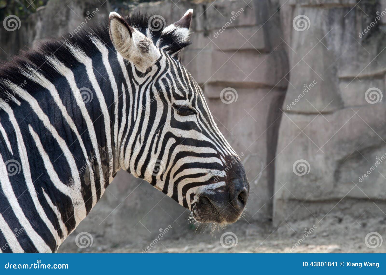 Zebra lunch break stock image. Image of white, texture - 43801841