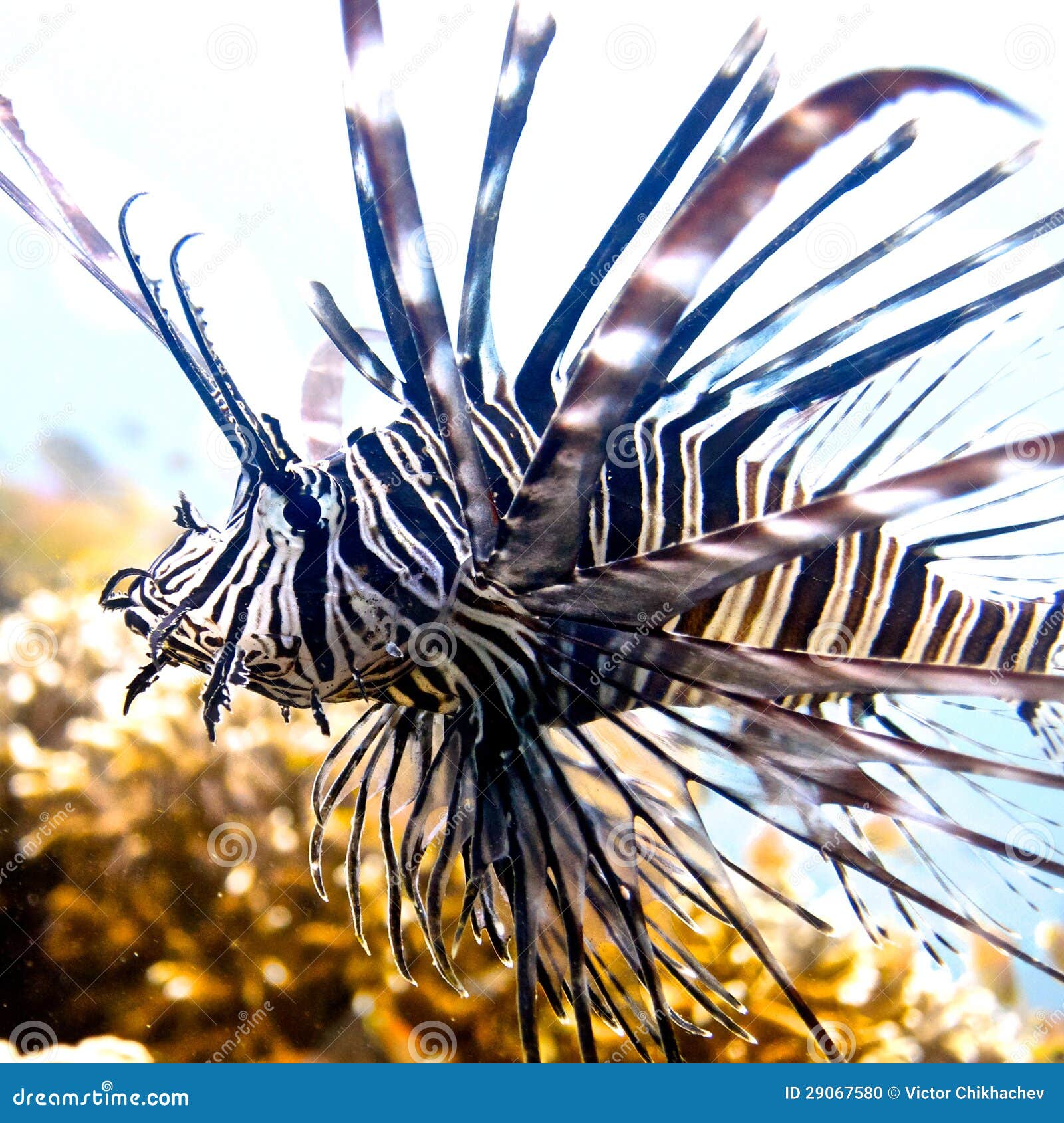 Zebra lwa ryba zdjęcie stock. Obraz złożonej z malezja - 29067580