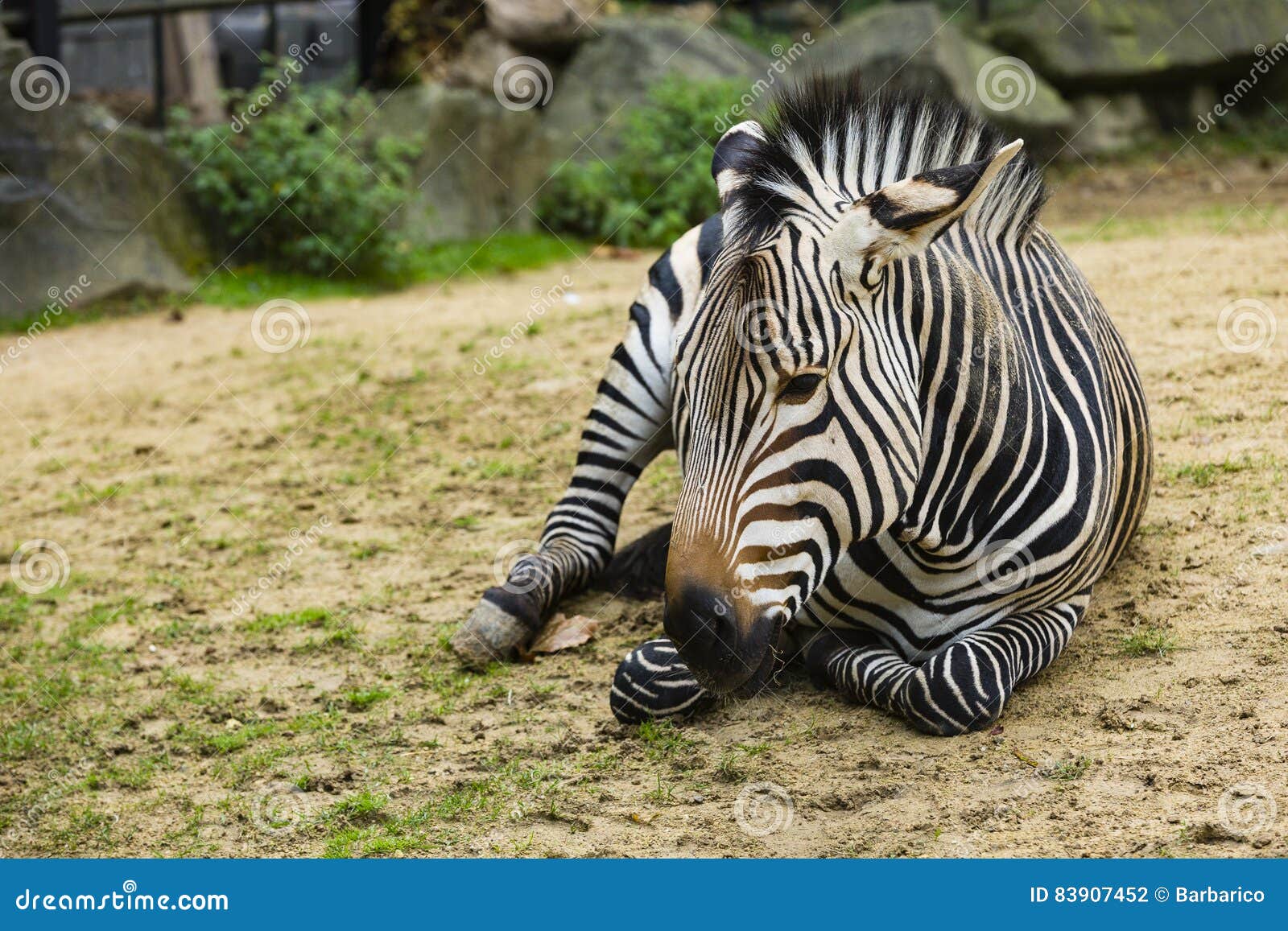 A zebra lying down stock photo. Image of antwerp, lying - 83907452