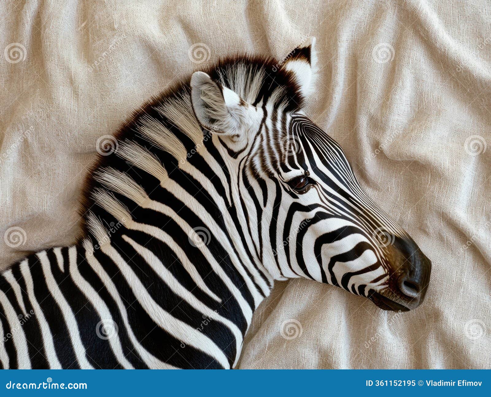 Zebra Lying Down on Blanket Stock Image - Image of black, peaceful ...