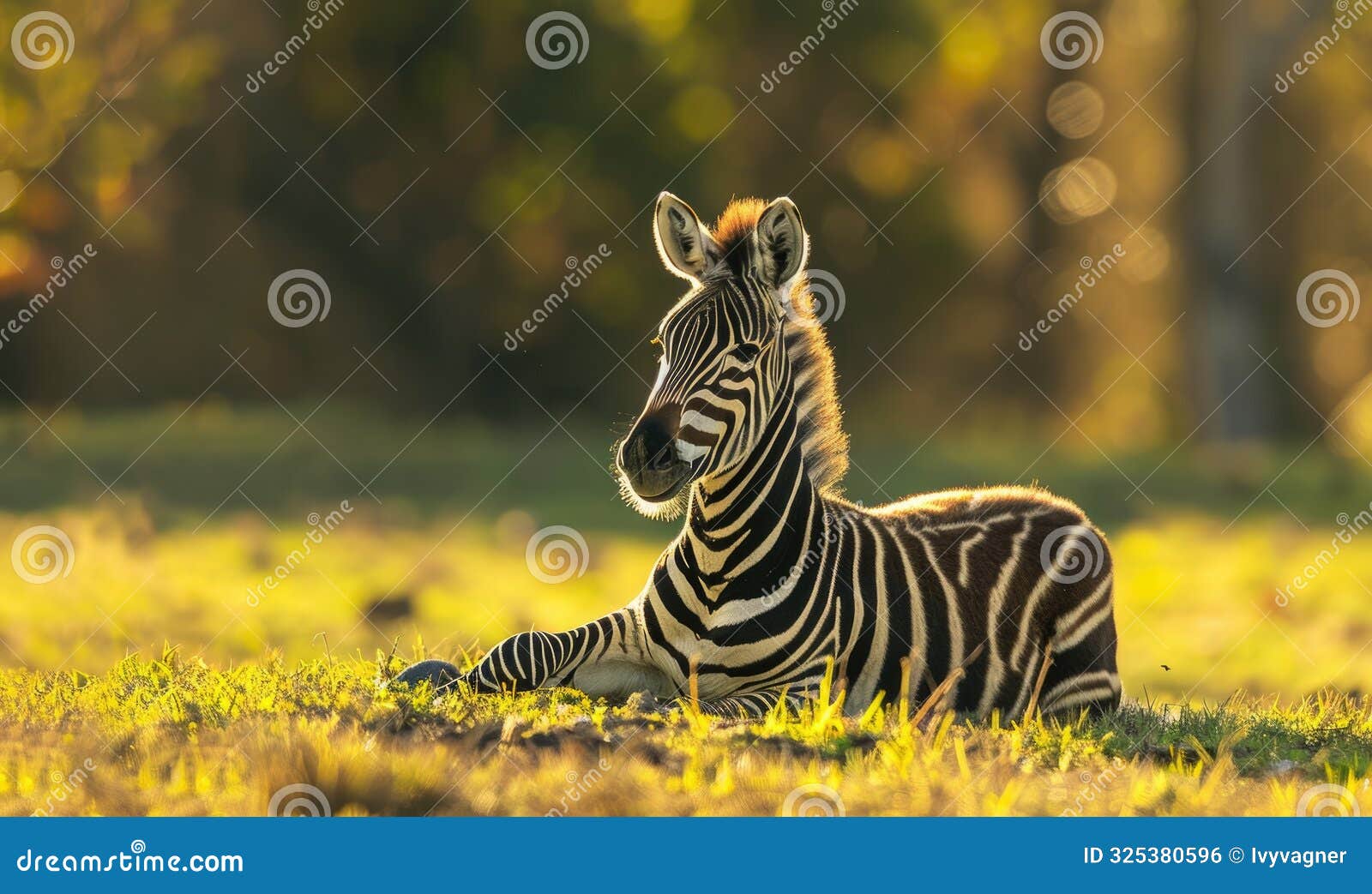 Zebra Lying Down in the Grass, Resting Stock Photo - Image of savannah ...