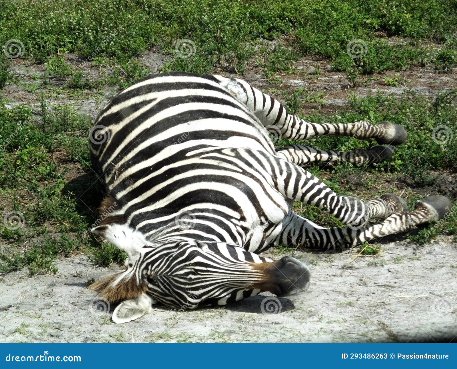Zebra (Equus quagga) stock image. Image of resting, zebra - 293486263