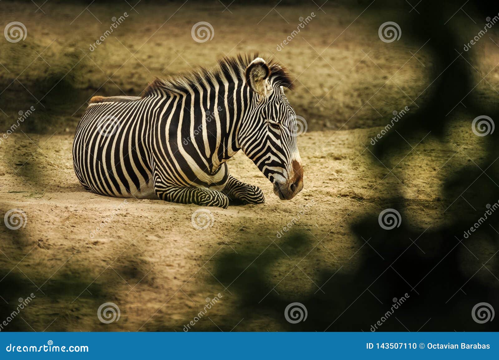 Zebra Lying on Ground in Savannah Stock Photo - Image of lying, african ...