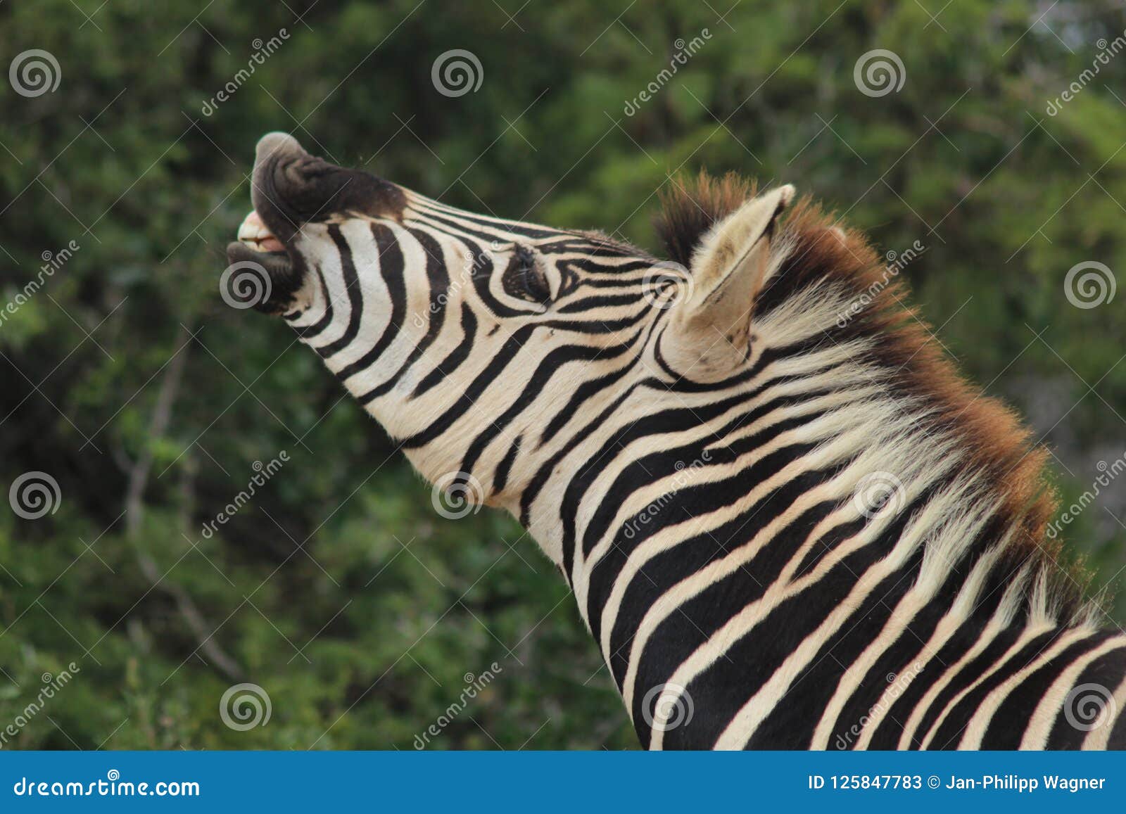 Zebra Making Funny Face and Snorting Stock Image - Image of snorting ...