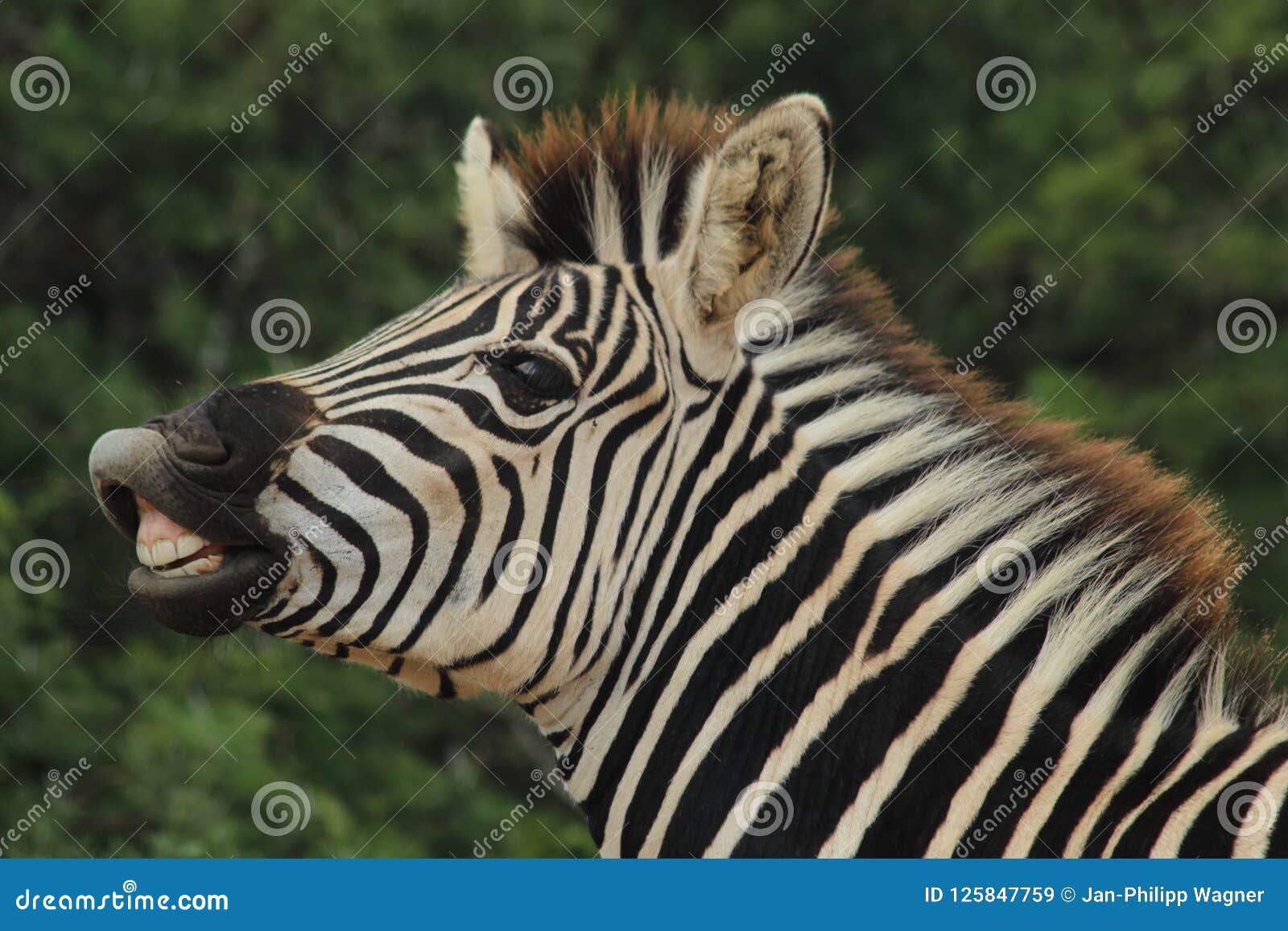 Zebra Funny Face