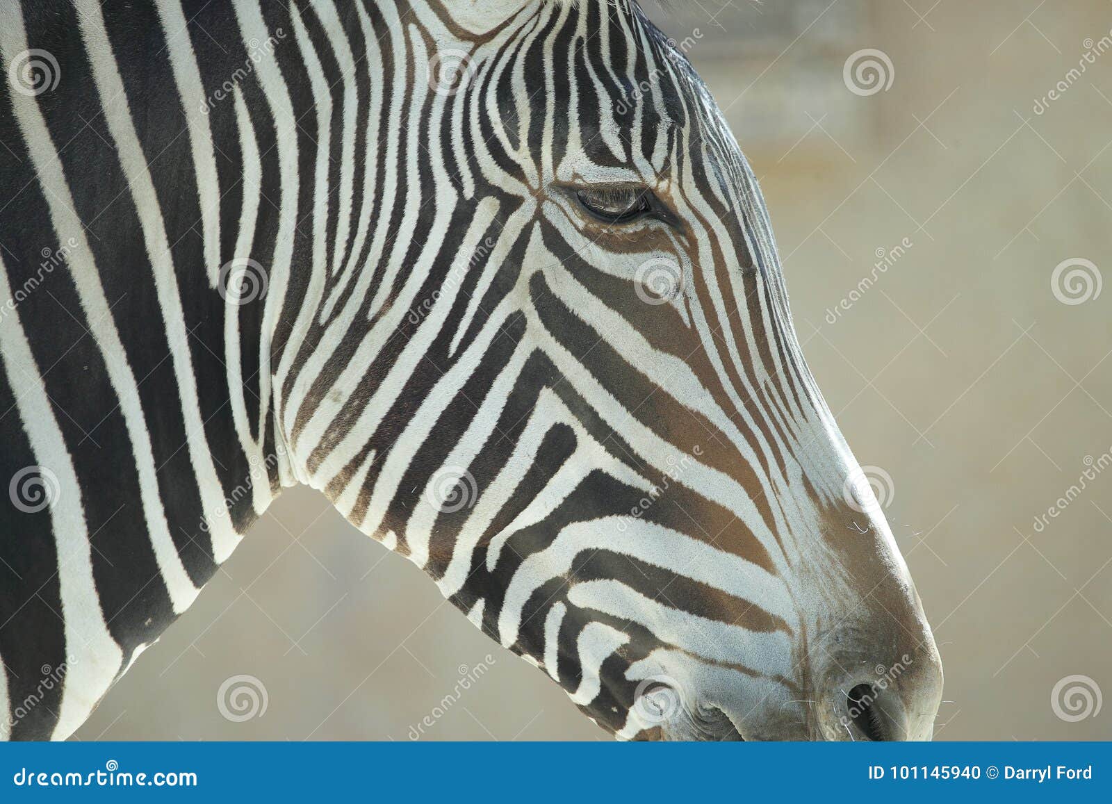 Zebra stock photo. Image of zebra, semi, stems, distinctive - 101145940