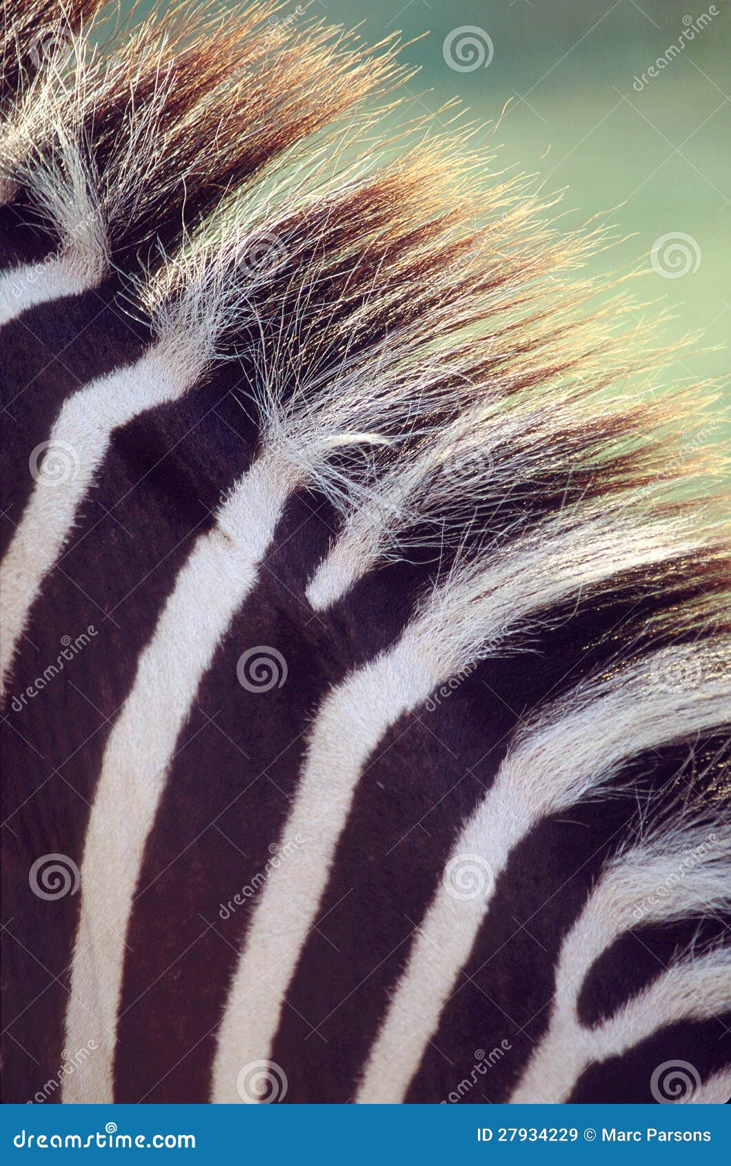 Zebra Mane Close Up Stock Photos - Download 216 Images