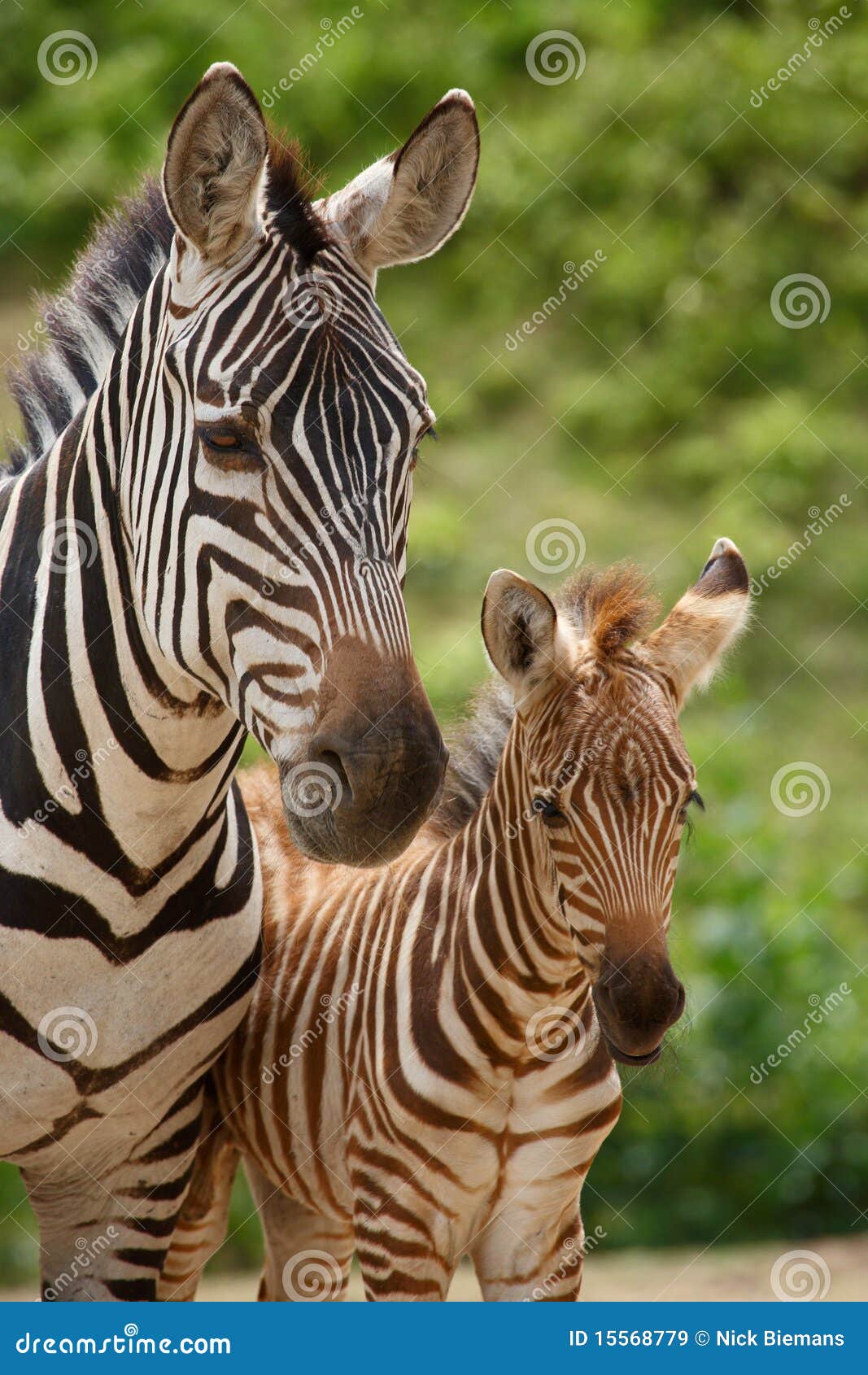 Zebra mare and foal stock image. Image of cute, together - 15568779