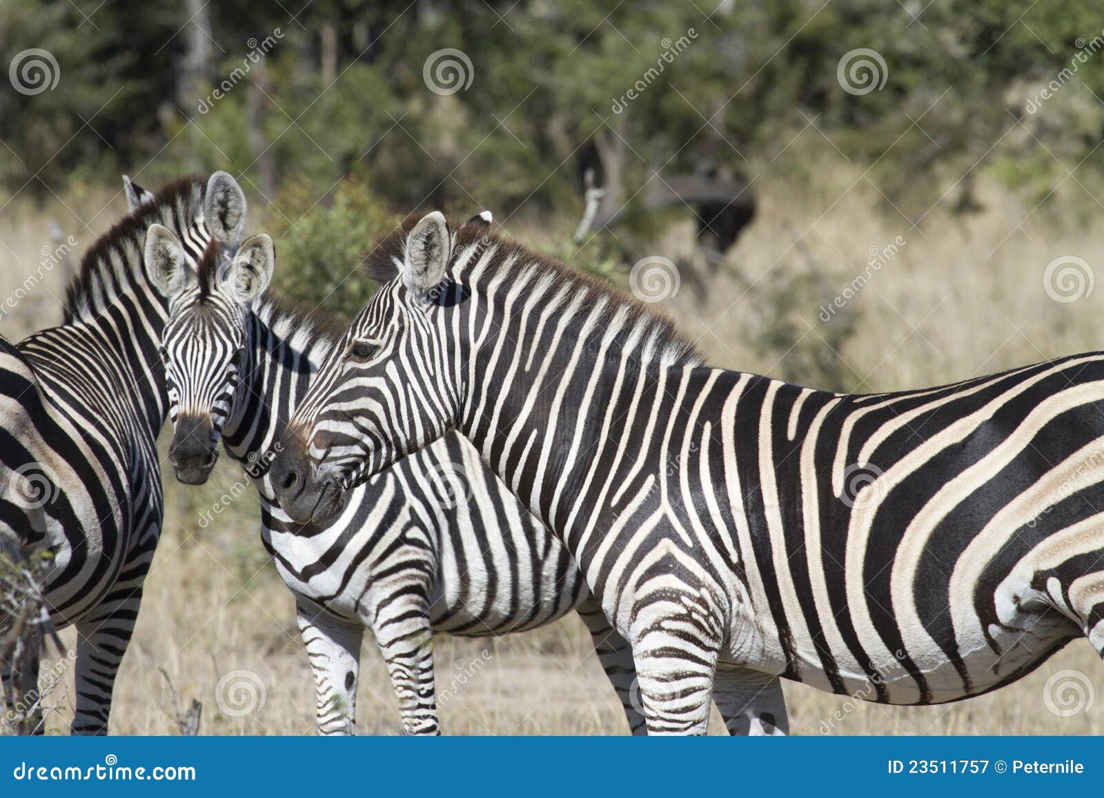 Zebra meeting stock image. Image of outdoor, south, stripe - 23511757