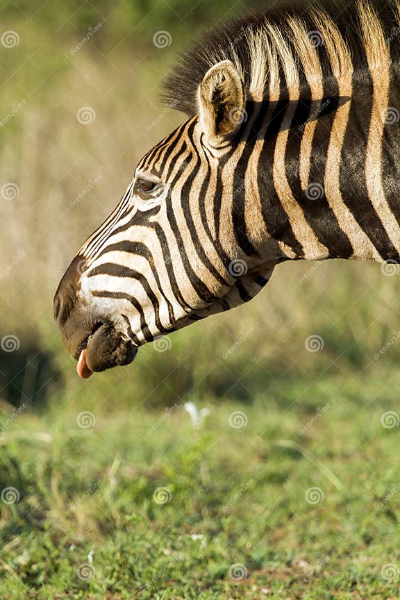 Zebra met uit Tong stock afbeelding. Image of safari - 28665071