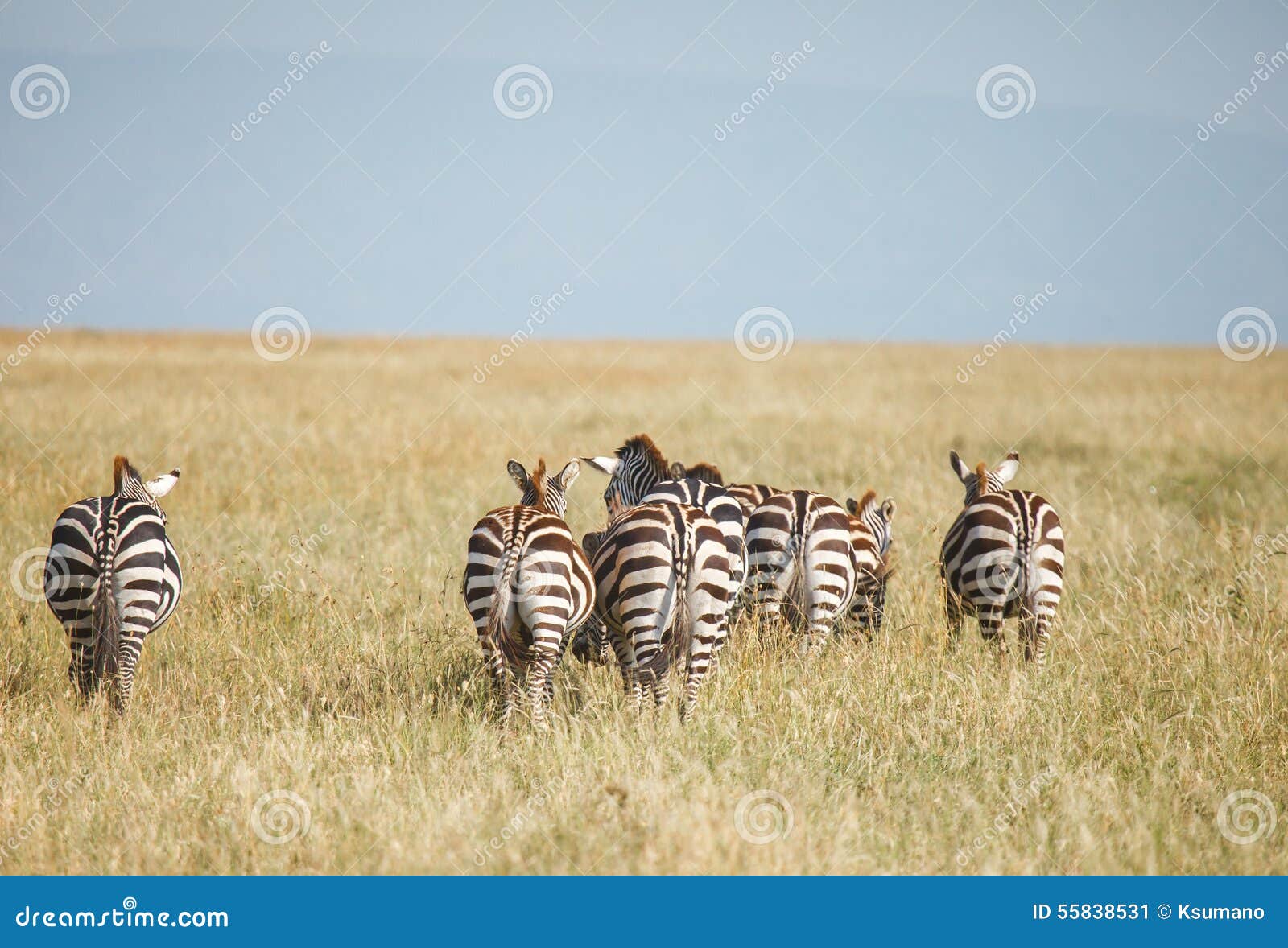 Zebra in migration stock image. Image of national, savanna - 55838531