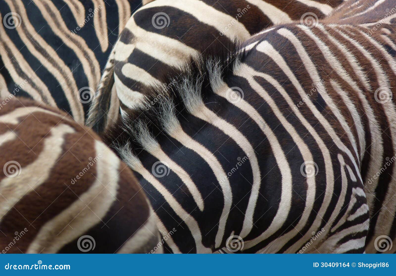 Zebra mix-up stock photo. Image of stripes, pattern, zebra - 30409164
