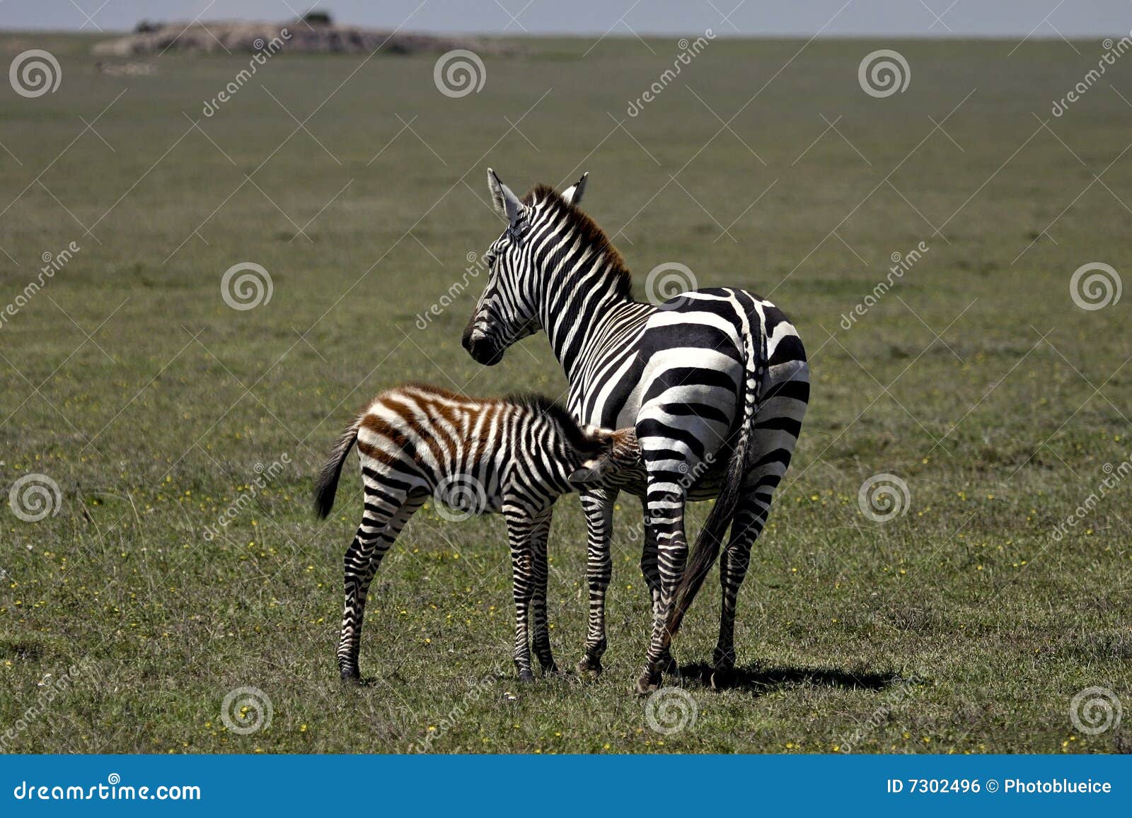 Zebra mom and baby stock photo. Image of zebra, mammal - 7302496