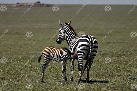 Zebra mom and baby stock photo. Image of zebra, mammal - 7302496