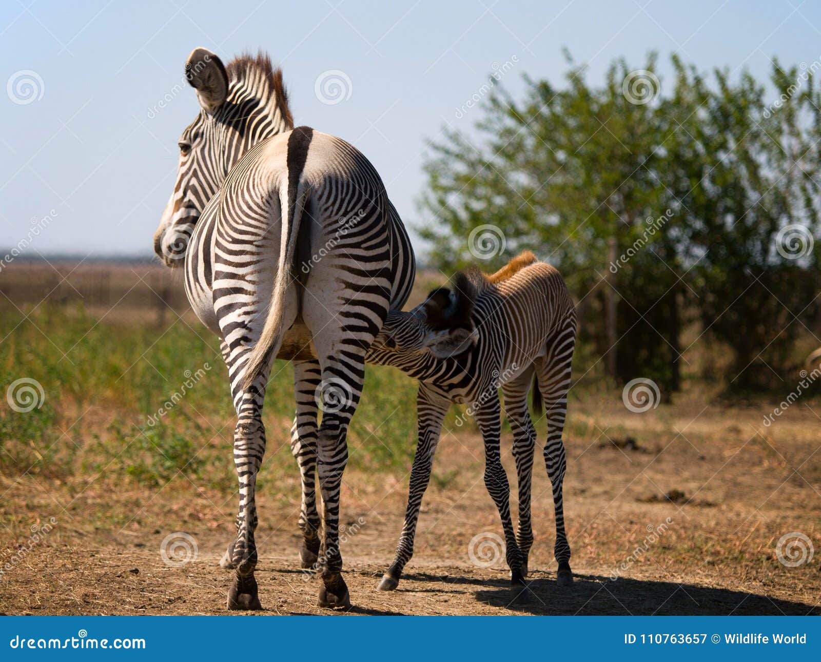 Zebra mom feeding its foal stock image. Image of savannah - 110763657