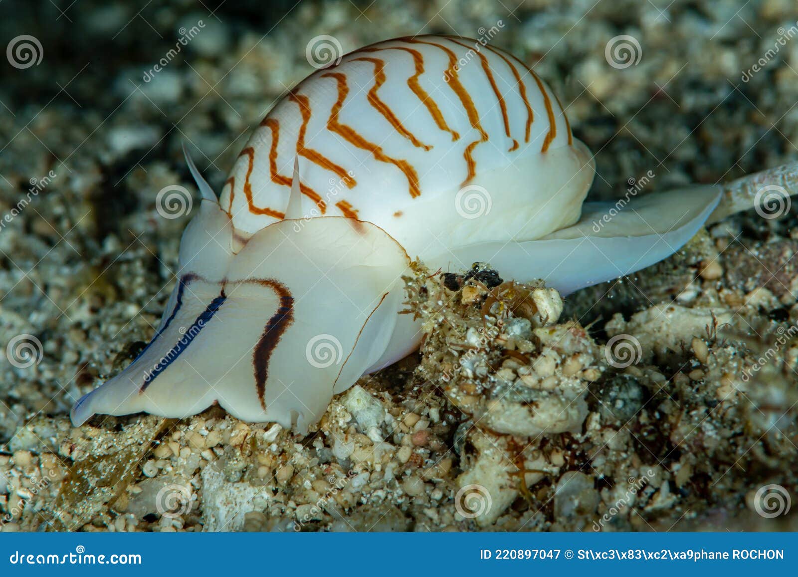 Moon Snail Shells II Stock Photography | CartoonDealer.com #29060300