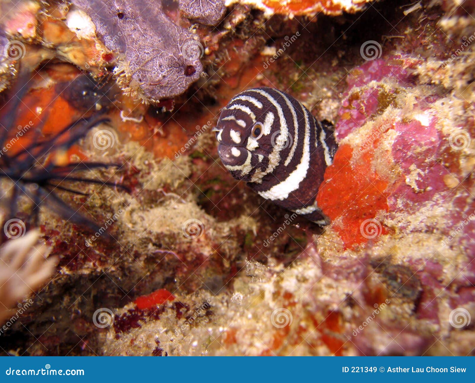 Zebra Moray stock image. Image of coral, moray, fish, head - 221349