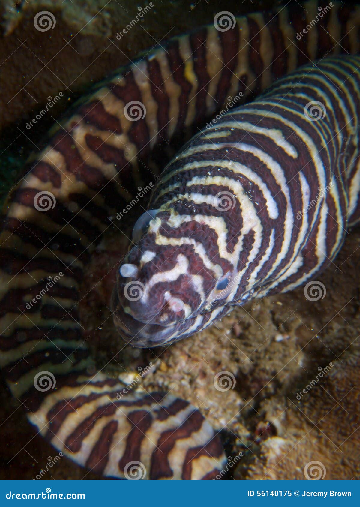 Zebra moray stock image. Image of actinopterygii, islands - 56140175