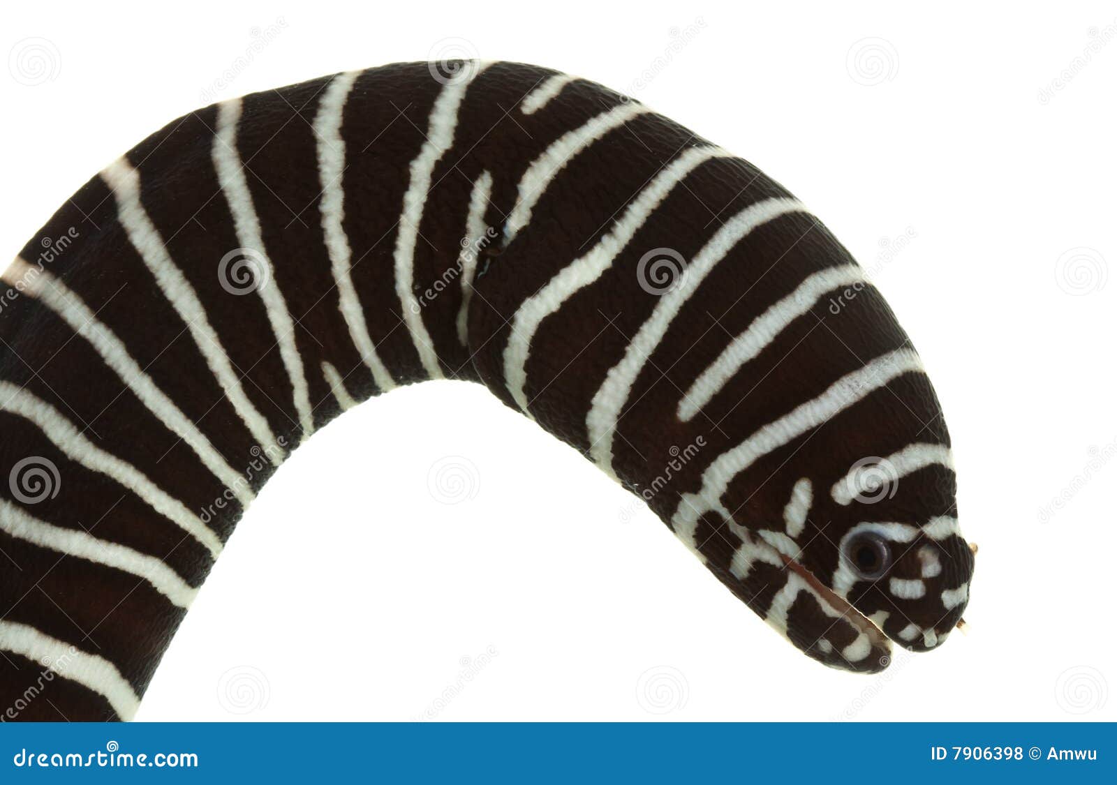 Zebra Moray Eel stock photo. Image of isolated, water - 7906398