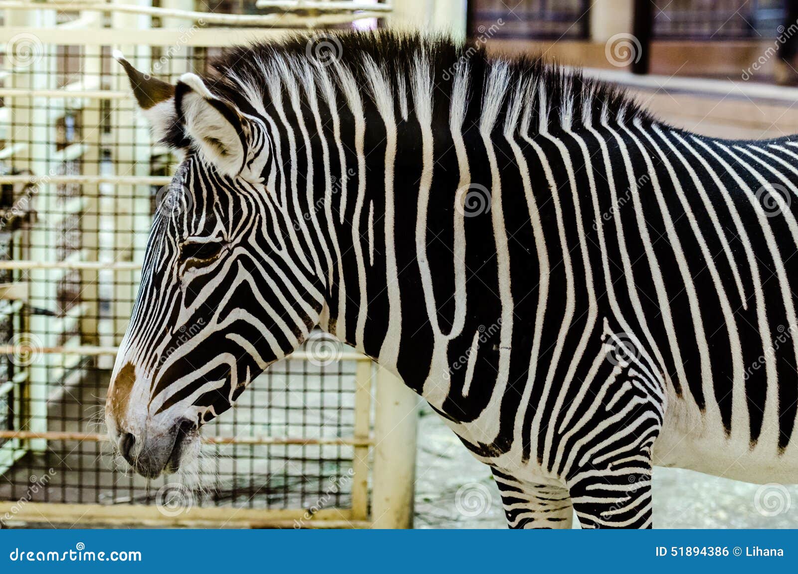 Zebra stock photo. Image of black, running, move, mammal - 51894386