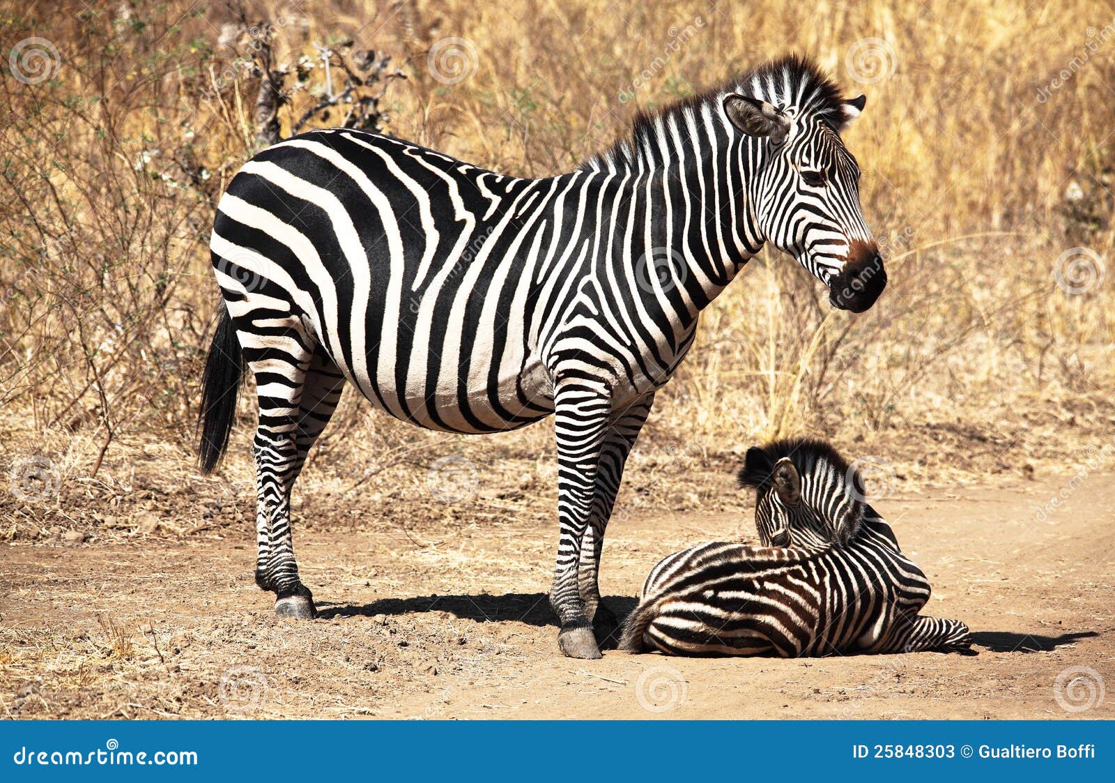 Zebra mother and baby stock image. Image of animal, baby - 25848303