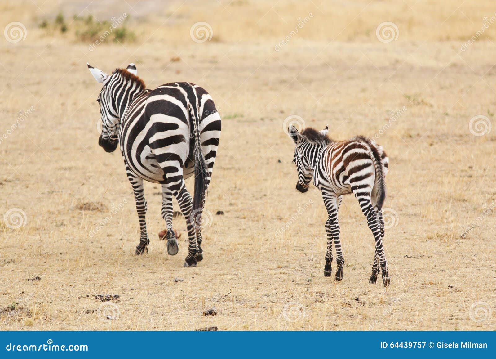 African Zebra Mother and Baby Stock Image - Image of national, black ...