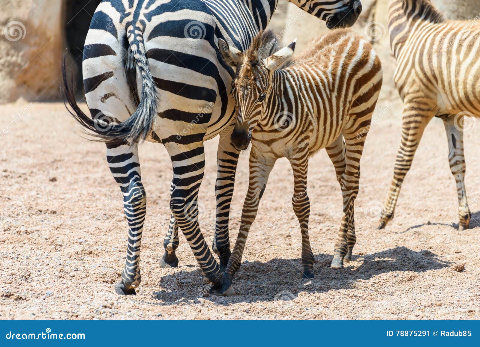 Zebra Mother And Calf In African Savanna Royalty-Free Stock Photography ...
