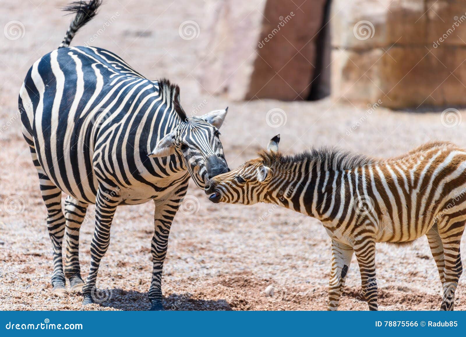 Zebra Mother And Calf In African Savanna Stock Image | CartoonDealer ...