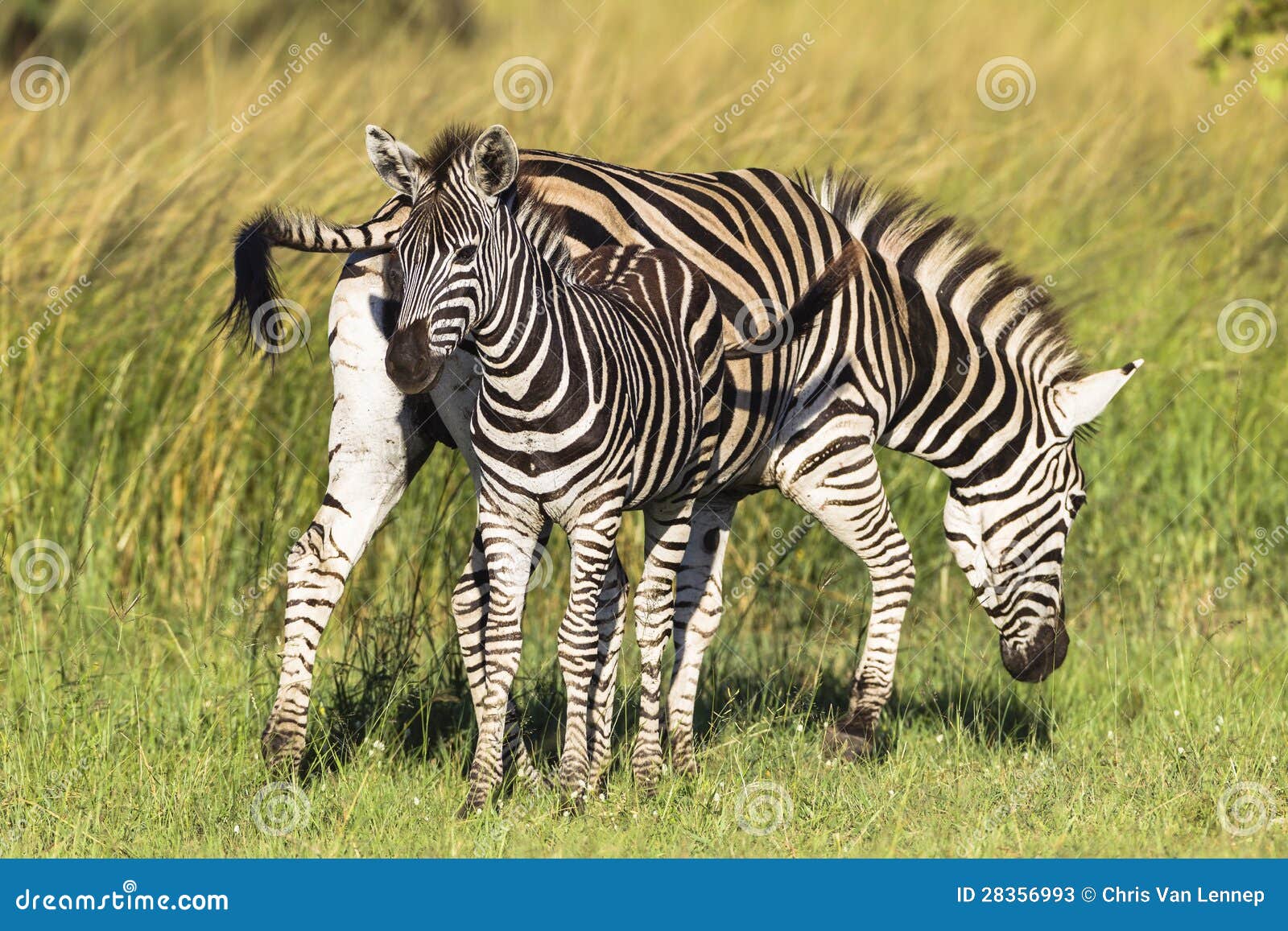 Zebra Mother Calf Colt stock image. Image of phinda, reserve - 28356993