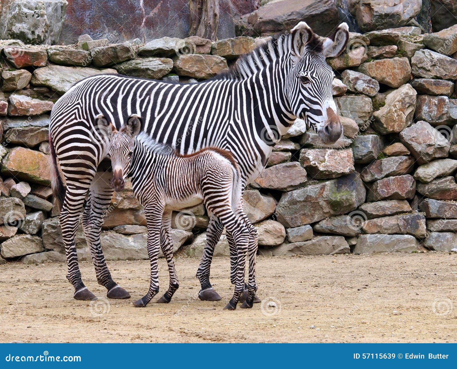 Zebra mother with child stock image. Image of tanzania - 57115639