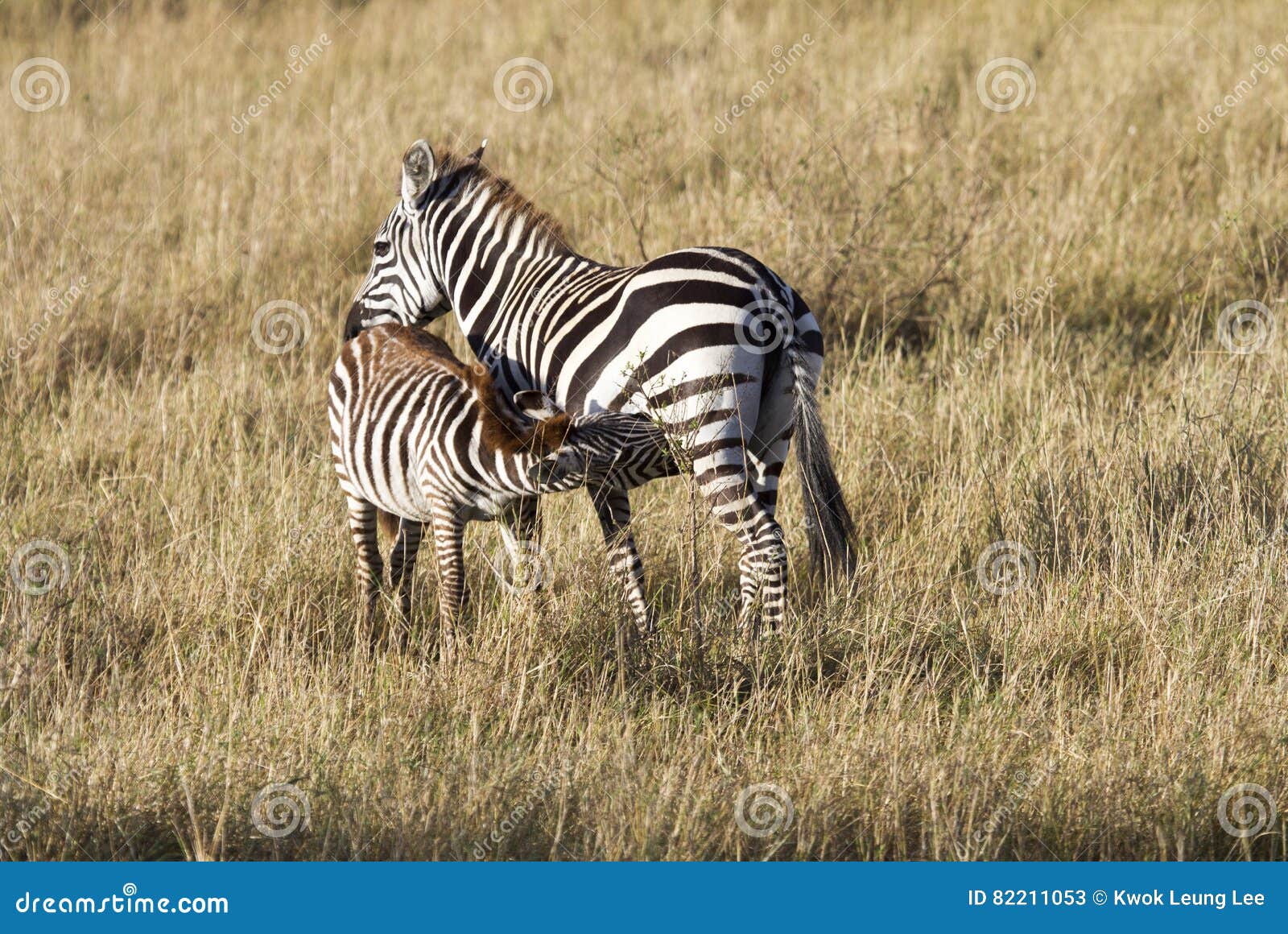 Zebra mother feeding son stock image. Image of mammal - 82211053