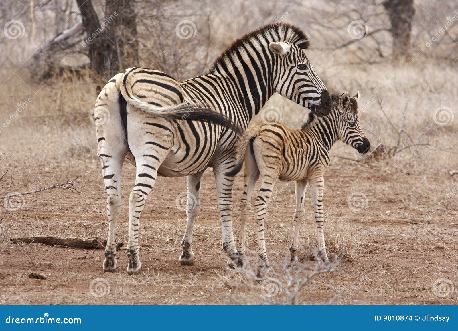 Zebra mother and foal stock photo. Image of herbivore - 9010874