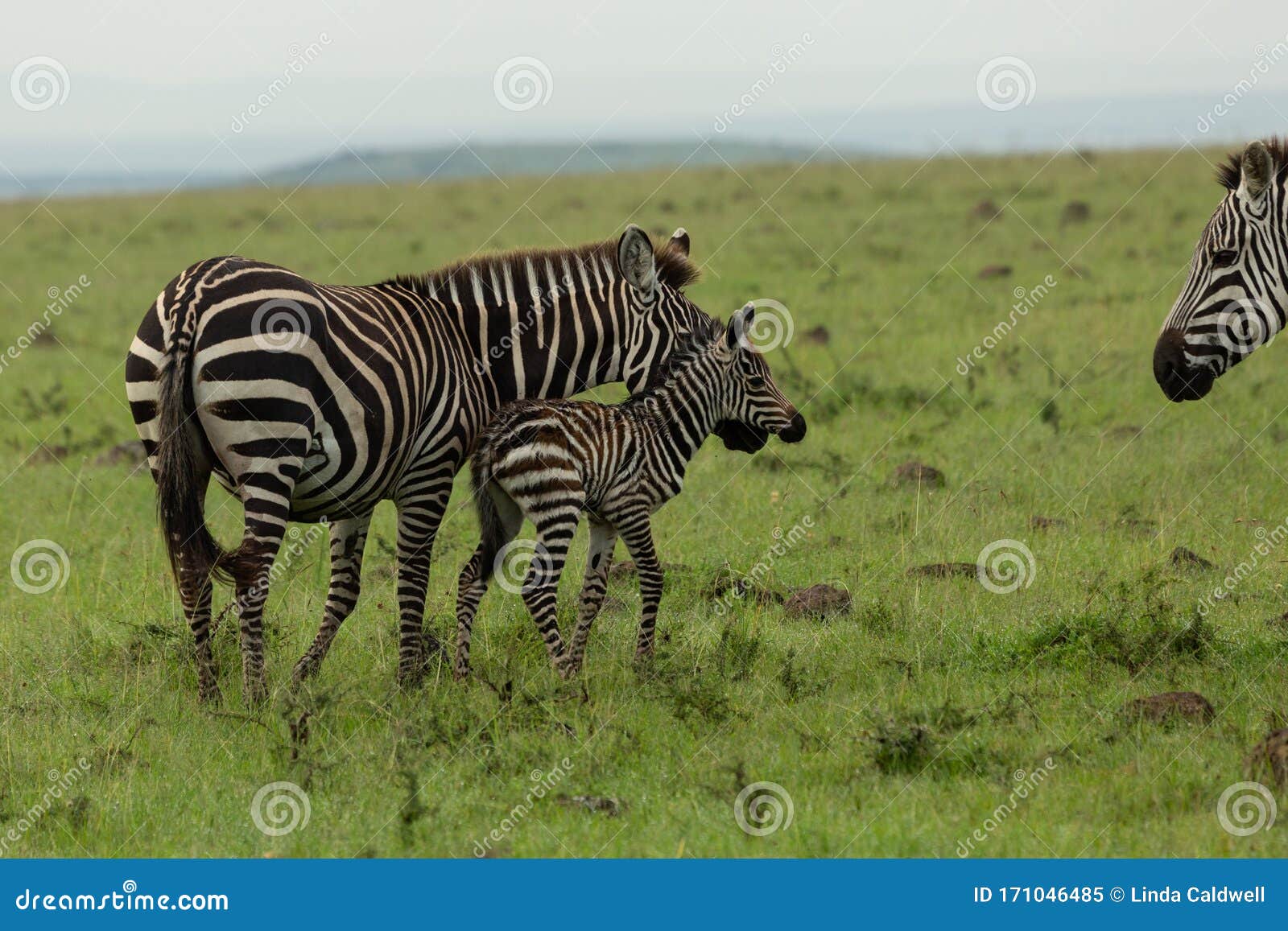 Zebra Mother and Foal on the Savannah Stock Image - Image of nature ...