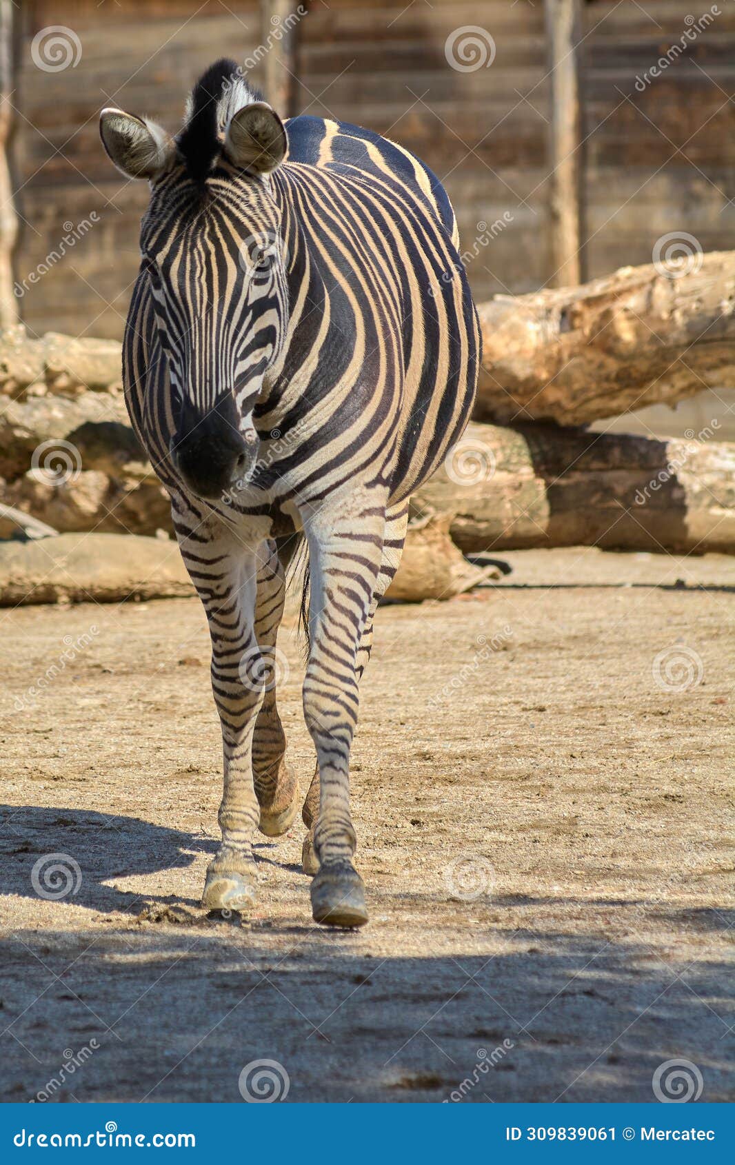 Elegance of the Zebra in Motion with a Trunk Behind Stock Image - Image ...