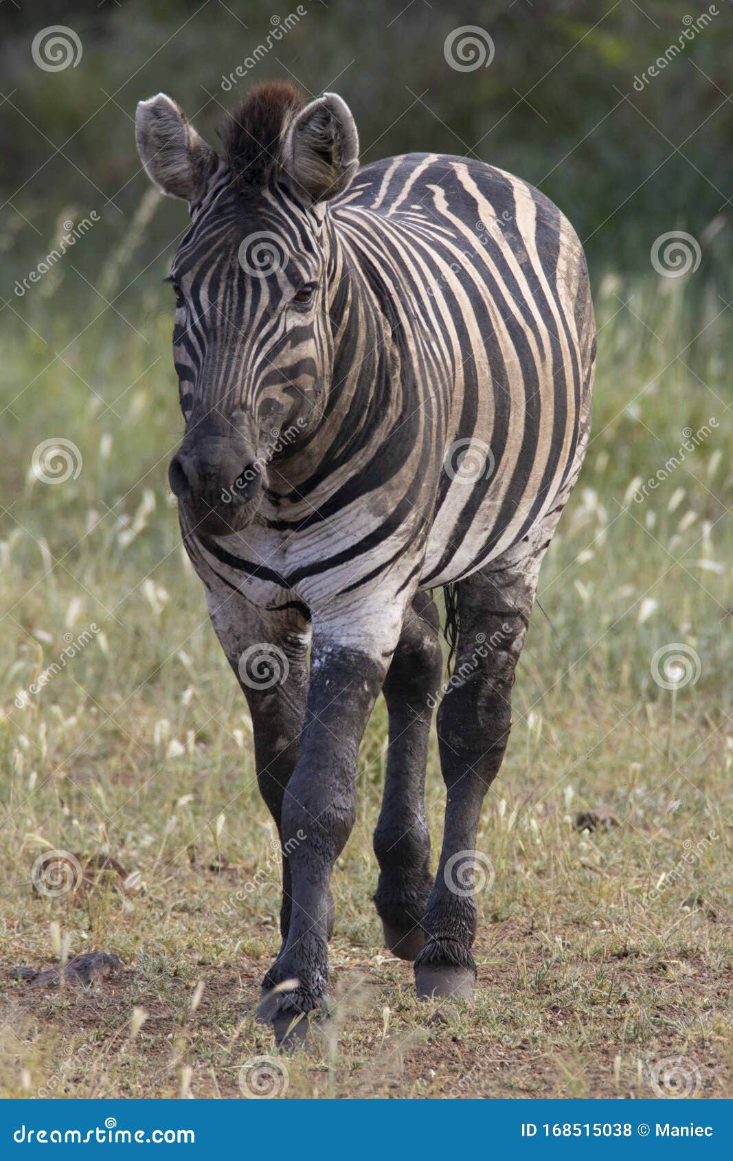 Muddy Zebra stock photo. Image of legs, zebra, bush - 168515038