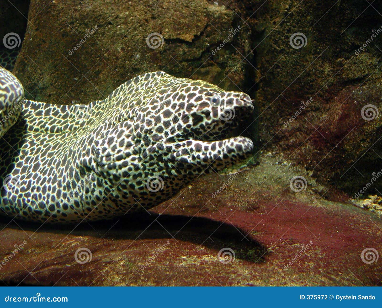 A zebra Murene stock photo. Image of underwater, aqua, water - 375972