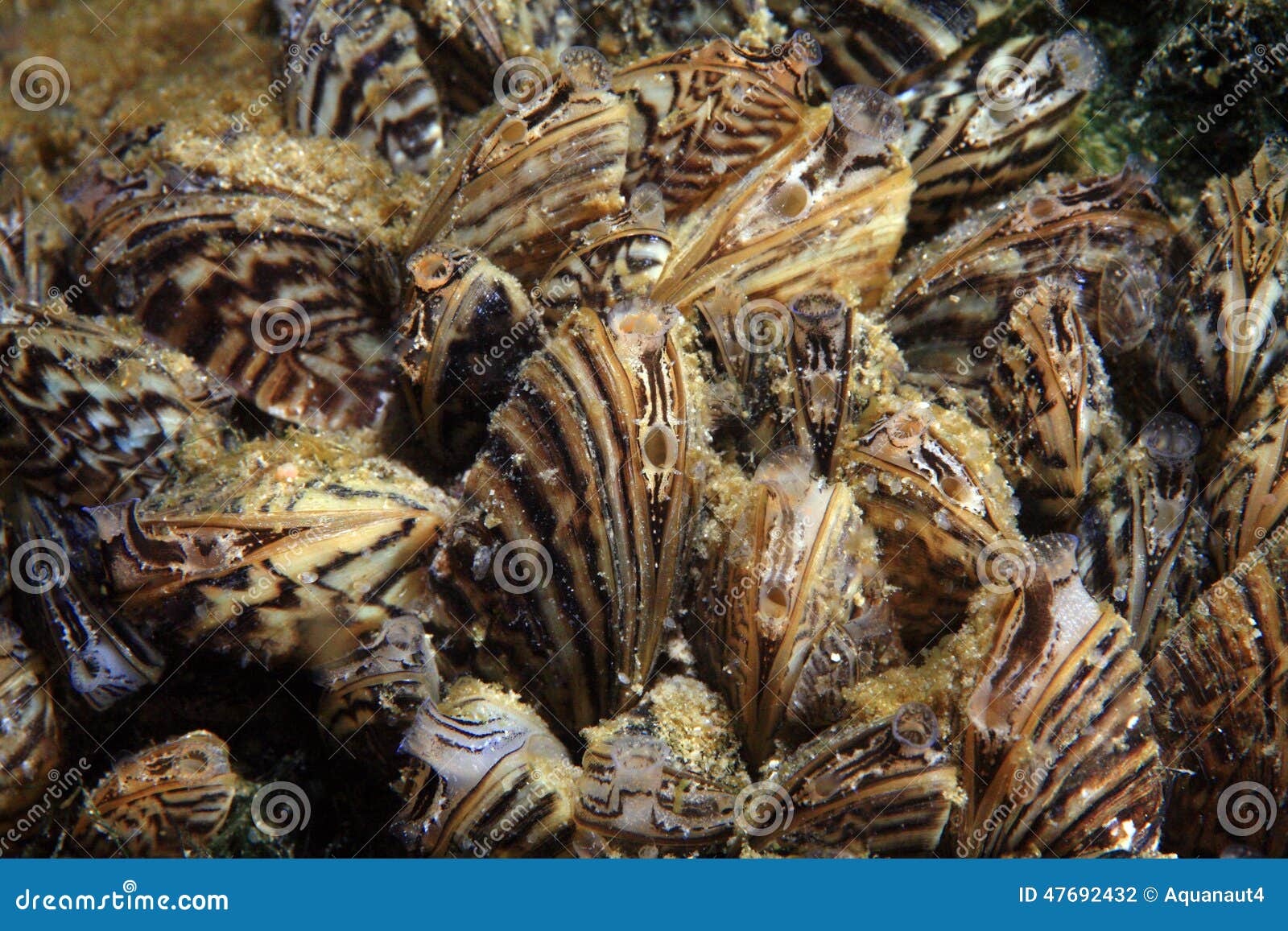 Zebra Mussels On Ships