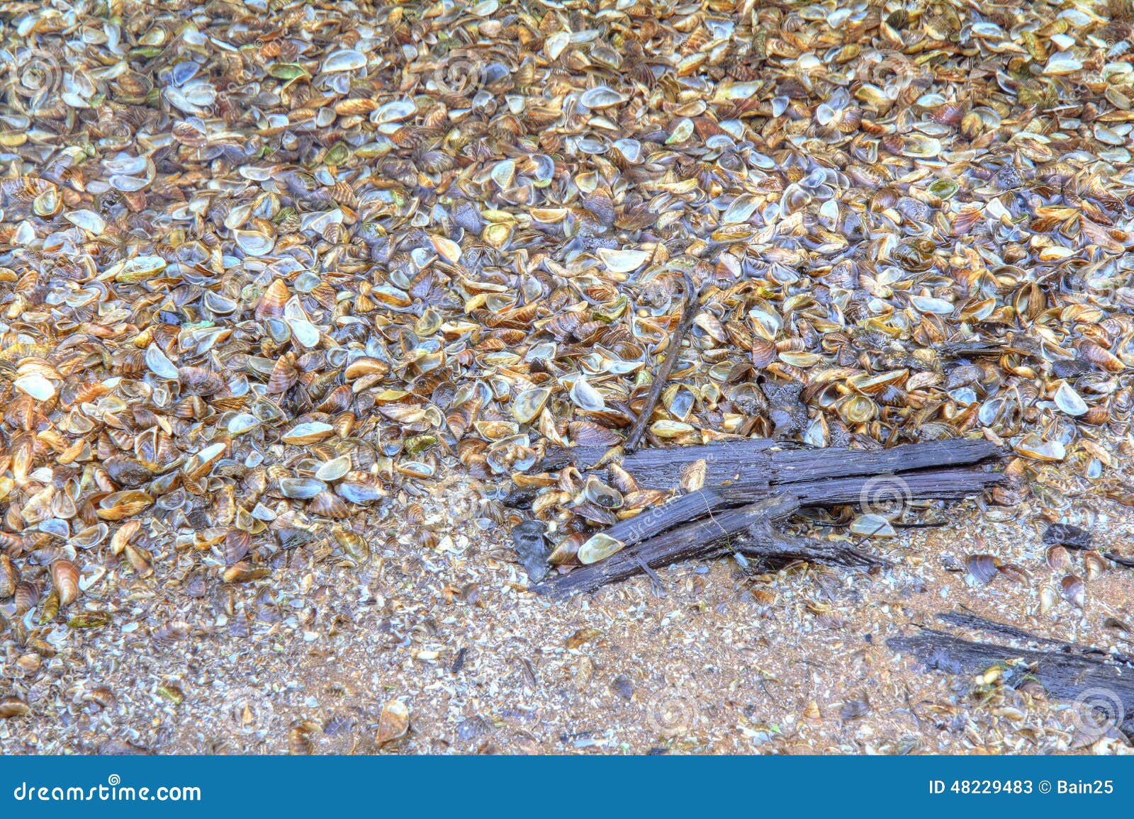 Zebra mussel shells stock image. Image of michigan, county - 48229483