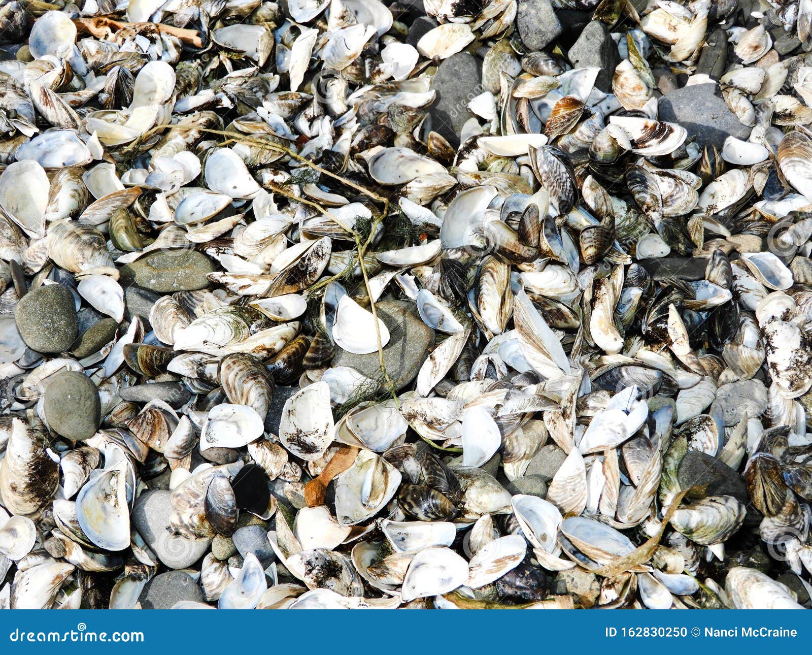 Zebra Mussle Shells are Mixed with Tiny Shells on Shoreline Stock Photo ...